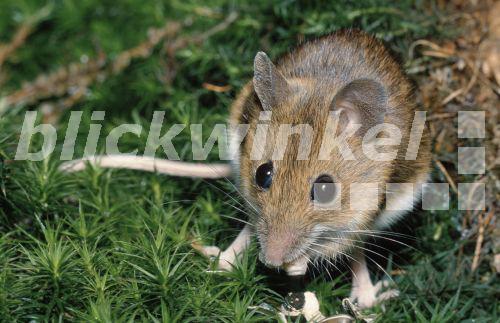 blickwinkel - Alpenwaldmaus, Alpen-Wald-Maus (Apodemus alpicola ...
