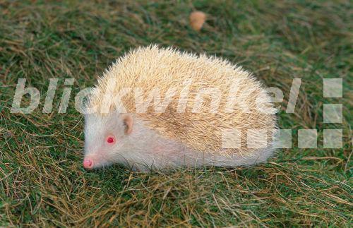 blickwinkel - Europaeischer Igel, Westeuropaeischer Igel, Westigel ...