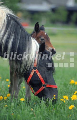 blickwinkel - Lewitzer Schecke (Equus przewalskii f. caballus), Stute ...