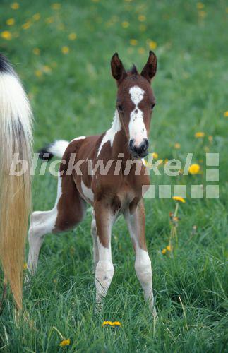 blickwinkel - Lewitzer Schecke (Equus przewalskii f. caballus), Fohlen ...