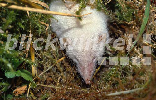blickwinkel - Feldspitzmaus, Feld-Spitzmaus (Crocidura leucodon ...