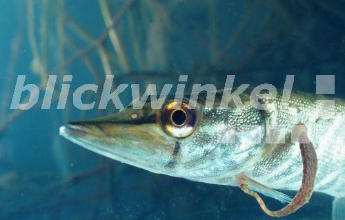 blickwinkel - Fischegel, Fisch-Egel (Piscicola geometra), saugt an ...