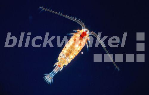 blickwinkel - Kleiner Schwebekrebs, Schwebe-Krebs, Huepferling, Ruder ...