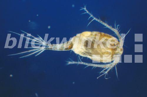blickwinkel - Riesenhuepferling (Macrocyclops fuscus) - Macrocyclops ...