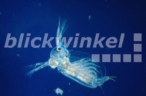 blickwinkel - Kristall-Wasserfloh (Sida crystallina) - water flea (Sida ...