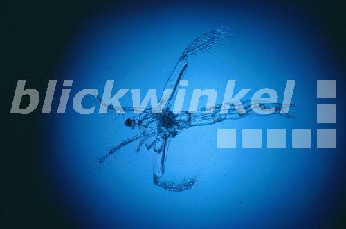blickwinkel - Glaskrebschen (Leptodora kindtii) - water flea (Leptodora ...