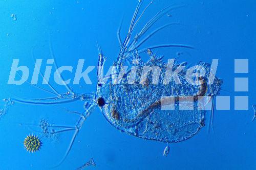 blickwinkel - Saegekrebschen (Macrothrix laticornis) - water flea ...
