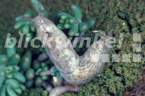blickwinkel - Genetzte Ackerschnecke, Gartenschnecke (Deroceras ...