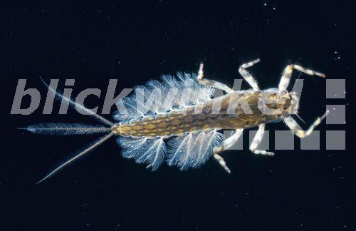 blickwinkel - Fluss-Eintagsfliege, Gelbhaft (Potamanthus luteus), Larve ...