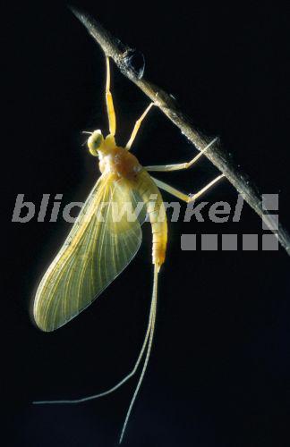 blickwinkel - Schwefel-Aderhaft (Heptagenia sulphurea), Weibchen ...