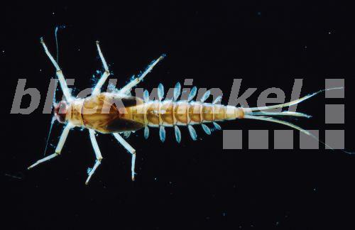 blickwinkel - Glashaft (Baetis (vernus)), Larve - little claret spinner ...