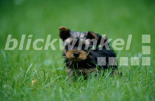 blickwinkel - Haushund (Canis lupus f. familiaris) - domestic dog ...