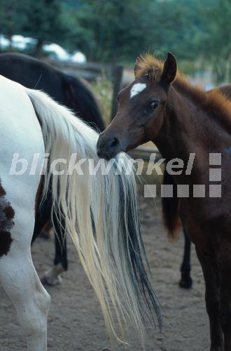 blickwinkel - Lewitzer Schecke (Equus przewalskii f. caballus), Fohlen ...