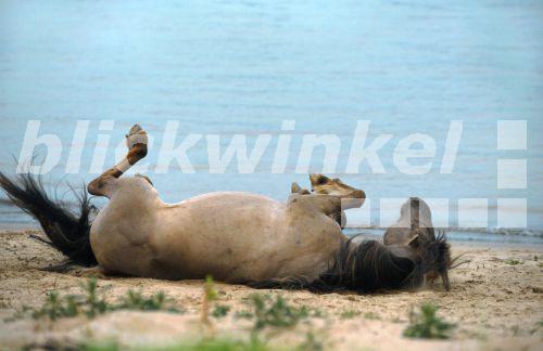 blickwinkel - Konik (Equus przewalskii f. caballus), Hengst waelzt sich ...