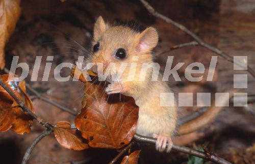 blickwinkel - Haselmaus, Hasel-Maus (Muscardinus avellanarius ...