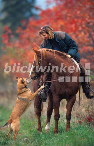 blickwinkel - Quarter Horse (Equus przewalskii f. caballus), Reiterin ...