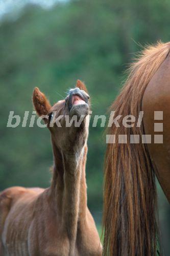 blickwinkel - American Saddlebred (Equus przewalskii f. caballus ...