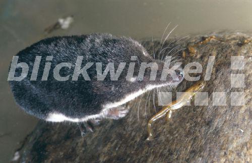 blickwinkel - Grosse Wasserspitzmaus (Neomys fodiens), mit Beute - Old ...