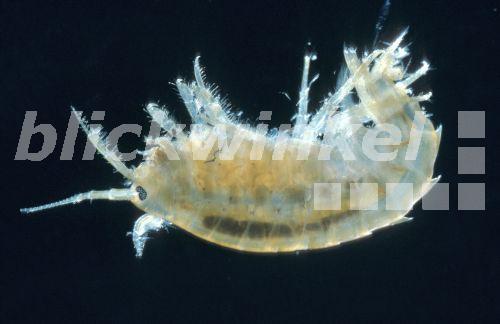 blickwinkel - Fluss-Flohkrebs, Flussflohkrebs (Gammarus roeseli ...