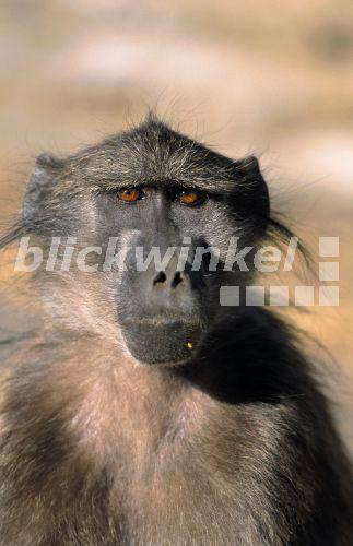 blickwinkel - Baeren-Pavian, Baerenpavian, Tschakma, Chacma, Chacma ...
