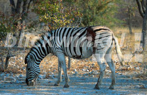 blickwinkel - Gewoehnliches Zebra, Steppenzebra, Steppen-Zebra (Equus ...