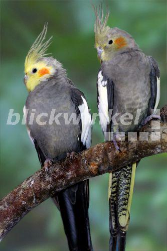 blickwinkel - Nymphensittich (Nymphicus hollandicus), Duo, auf Ast sitzend - cockatiel ...