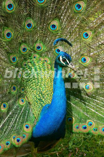 blickwinkel - Pfau, Blauer Pfau, Blaupfau, Blau-Pfau (Pavo cristatus ...