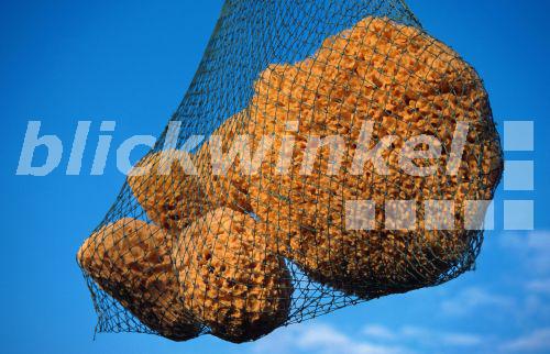blickwinkel - Schwaemme, in Netz, BLWS010669.jpg. - sponges, in net ...