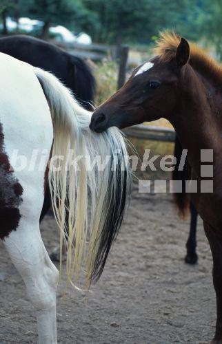 blickwinkel - Lewitzer Schecke (Equus przewalskii f. caballus), Fohlen ...
