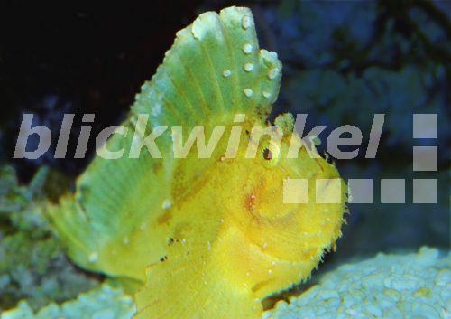 blickwinkel - Anglerfische, Angler-Fische (Antennarius spec.) - monks ...