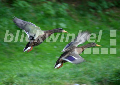 blickwinkel - Stockente, Stock-Ente (Anas platyrhynchos), Paar im Flug ...