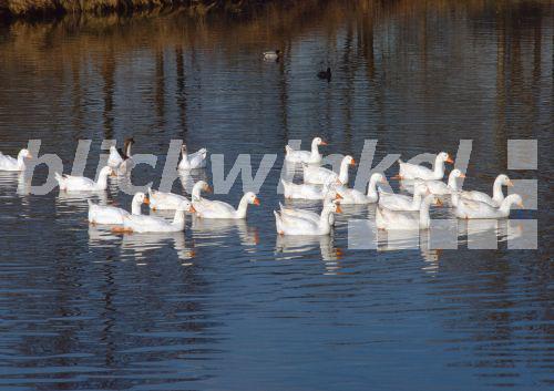 blickwinkel - Hausente, Haus-Ente (Anas platyrhynchos f. domestica ...