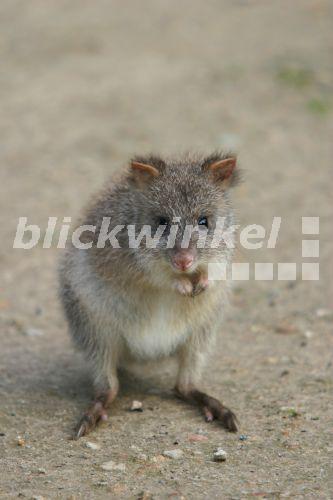 blickwinkel - Rotes Rattenkaenguru, Grosses Rattenkaenguru (Aepyprymnus ...