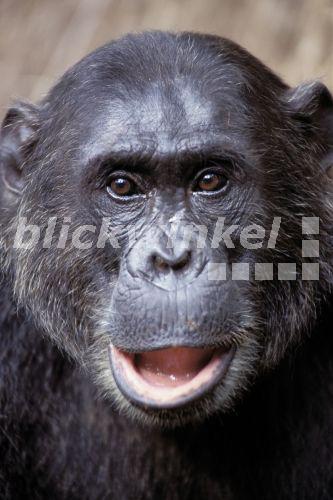 blickwinkel - Ostafrikanischer Schimpanse, Langhaarschimpanse, Ost ...