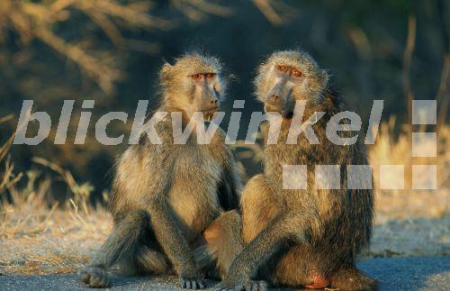 blickwinkel - Baerenpavian, Tschakma-Pavian (Papio ursinus), zwei Tiere ...