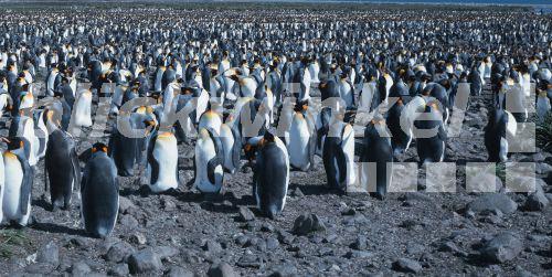 blickwinkel - Koenigspinguin, Koenigs-Pinguin (Aptenodytes patagonicus ...