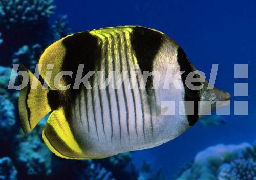 blickwinkel - Keilfleck-Falterfisch (Chaetodon falcula), Verbreitung ...