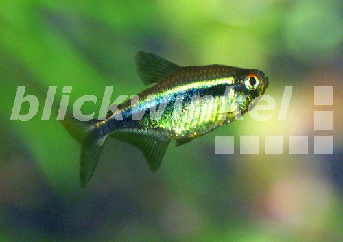 blickwinkel - Schwarzer Flaggensalmler, Schwarzer Neon (Hyphessobrycon ...