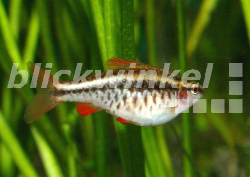 blickwinkel - Zwergziersalmler (Nannostomus marginatus), Verbreitung ...