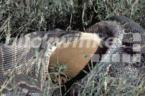 blickwinkel - Felsenpython (Python sebae), frisst Impala, Kenia ...