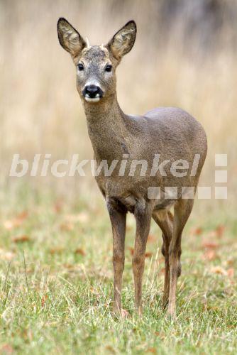 blickwinkel - Europaeisches Reh (Capreolus capreolus), Knopfbock ...