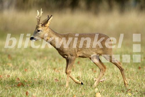 blickwinkel - Europaeisches Reh (Capreolus capreolus), gehender Rehbock ...