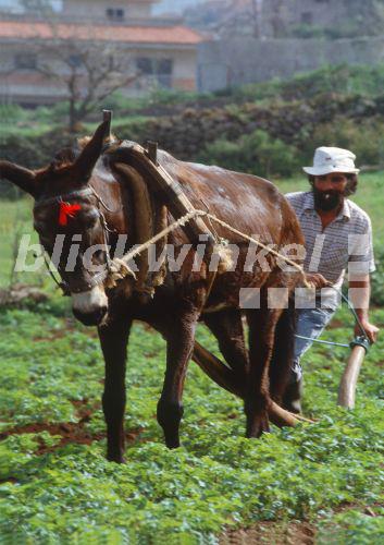 blickwinkel - Esel (Equus asinus f. asinus), Pflug, Feldarbeit ...