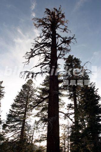 blickwinkel - Prachttanne, Goldtanne, Kalifornische Rottanne, Pracht ...
