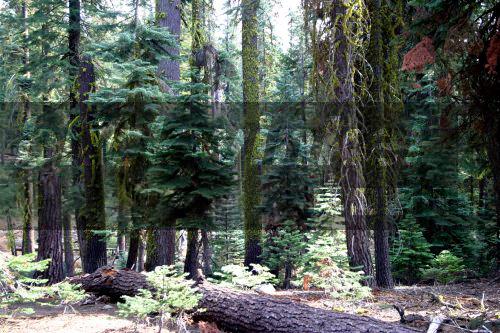 blickwinkel - Waldrand mit Prachttanne, Goldtanne, Jeffrey-Kiefer und ...