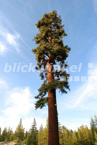 blickwinkel - Prachttanne, Goldtanne, Kalifornische Rottanne (Abies ...