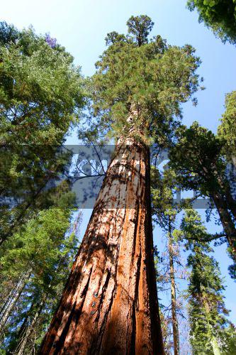 blickwinkel - Mammutbaum, Riesenmammutbaum, Riesen-Sequoie ...
