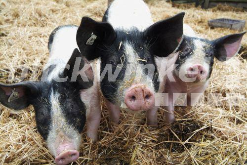 blickwinkel - Hausschwein, Haus-Schwein (Sus scrofa f. domestica), drei ...