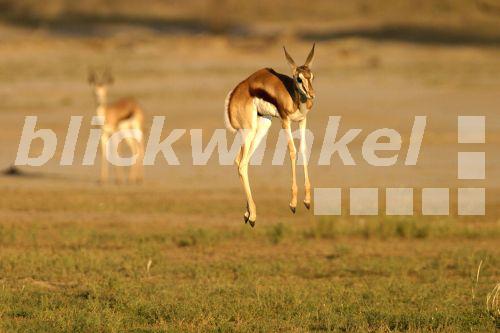 blickwinkel - Springbock, Spring-Bock (Antidorcas marsupialis ...