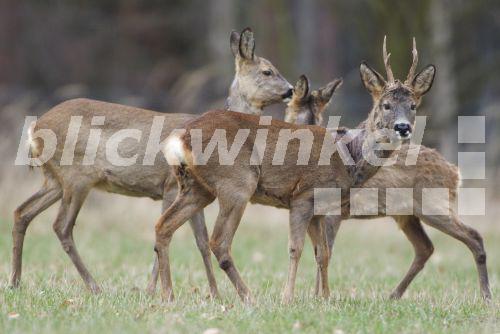 blickwinkel - Europaeisches Reh (Capreolus capreolus), Bock mit zwei ...
